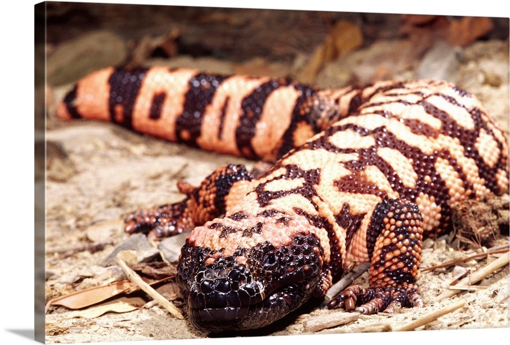 Gila Monster, Heloderma suspectum, Native to South Western US Wall Art ...