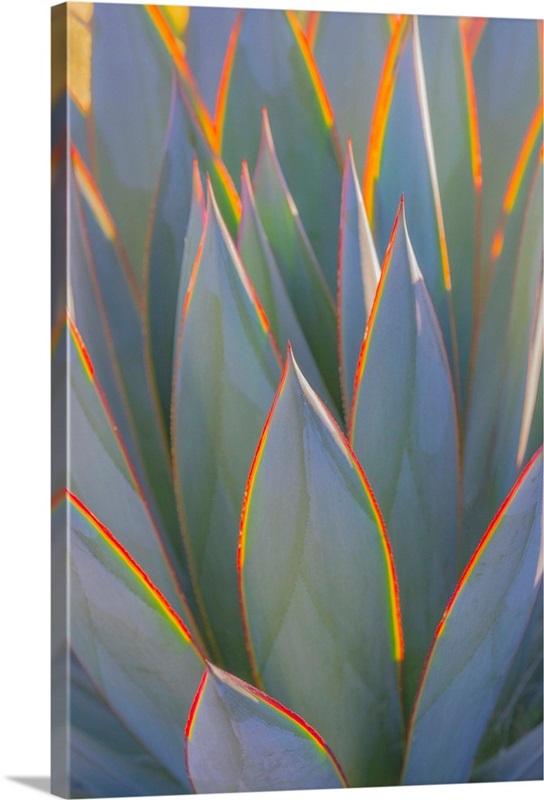 Glowing Agave | Great Big Canvas