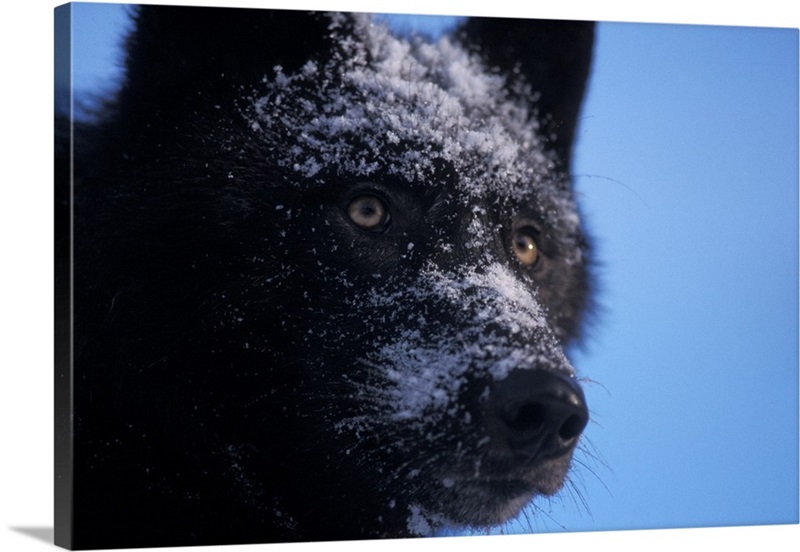 Gray wolf with a black coat in the foothills of the Takshanuk mountains ...