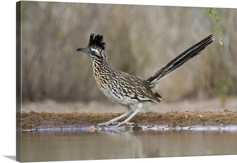 Greater Roadrunner, Santa Clara Ranch, Texas | Great Big Canvas