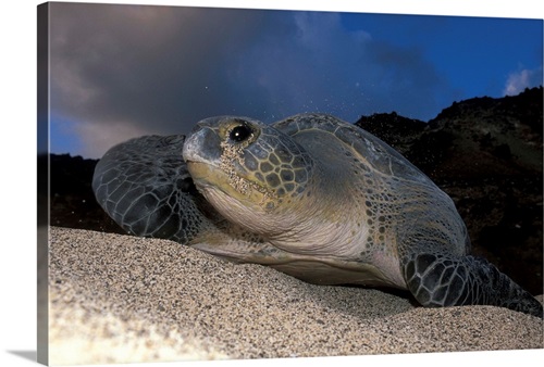 Green Turtle nesting female on beach, Ascension Island, South Atlantic ...