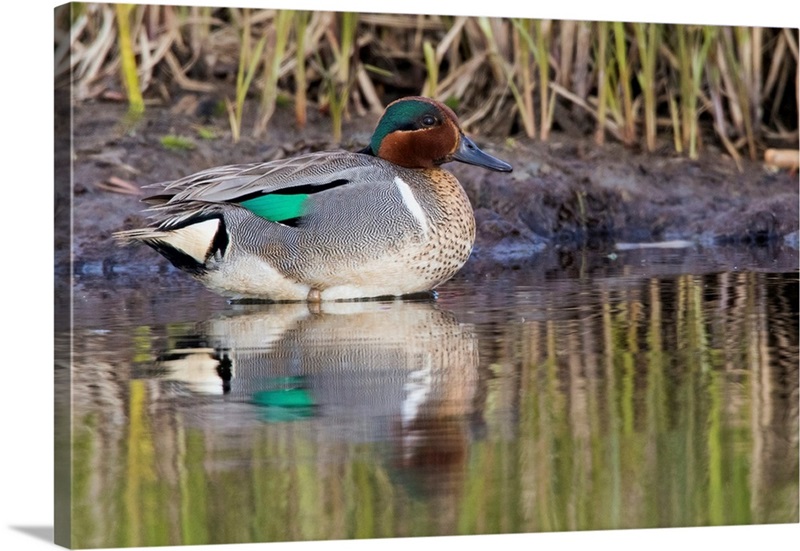 Green-Winged Teal Drake | Great Big Canvas