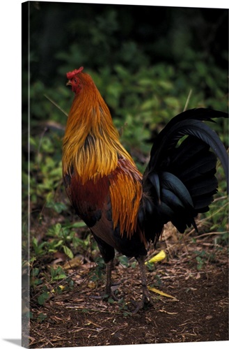 Hawaii, Kauai. Rooster | Great Big Canvas