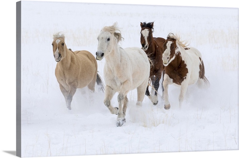 Horses Running In Snow, Cowboy Horse Drive On Hideout Ranch, Shell ...