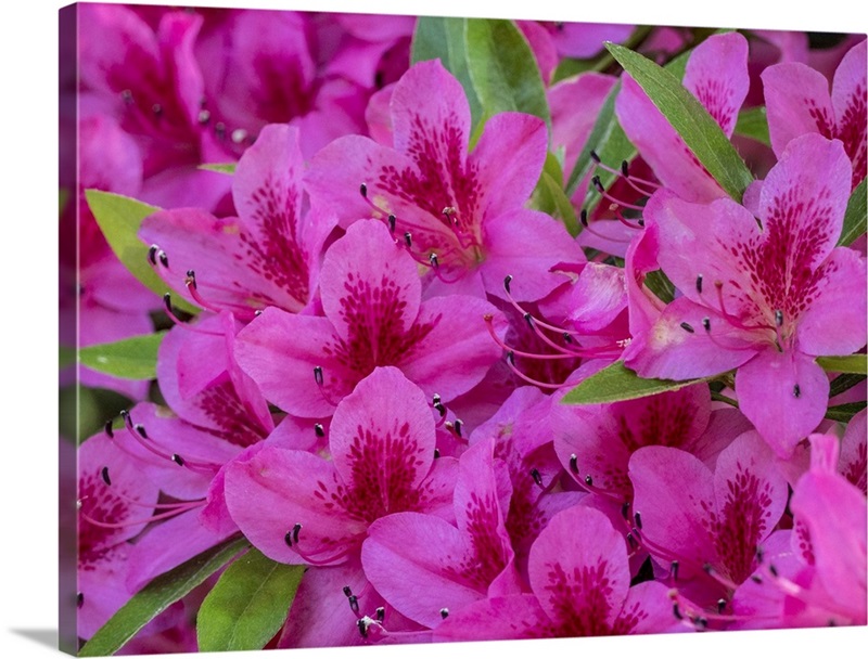 Hot Pink Azaleas In A Garden | Great Big Canvas