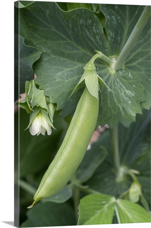 Issaquah, Washington State, USA, Sugar Snap Pea Plant With Blossom And ...