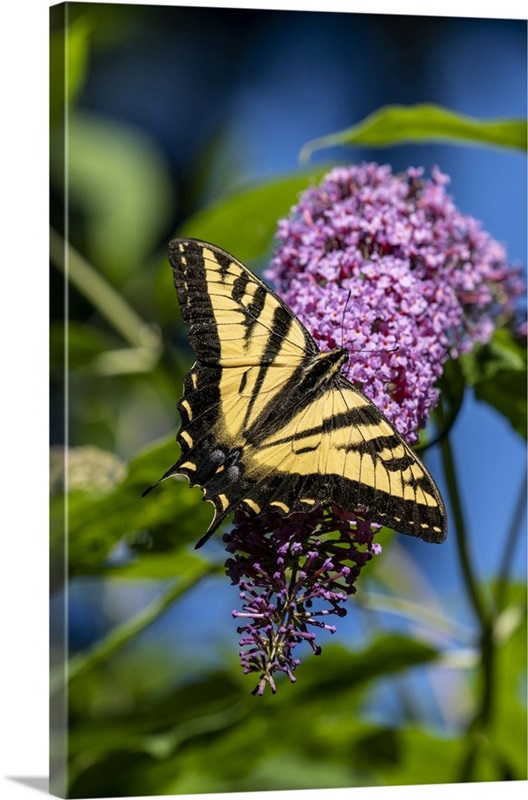 Issaquah, Washington State, Western Tiger Swallowtail Butterfly ...