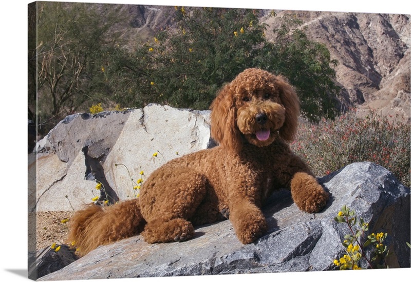 Labradoodle In Desert Garden | Great Big Canvas