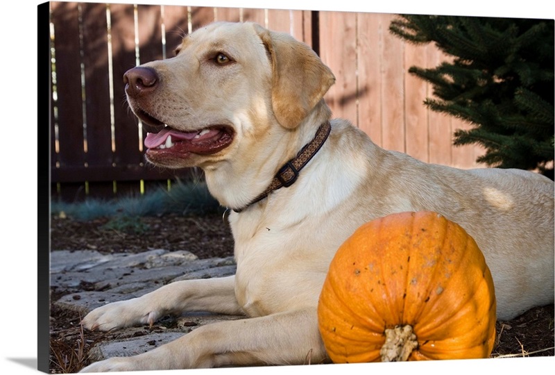 Labrador Retriever with pumpkin | Great Big Canvas