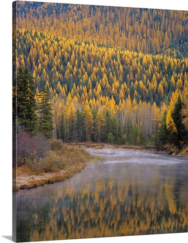 Larch Trees reflect into McDonald Creek in Autumn in Glacier National ...