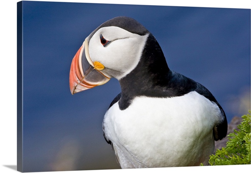 Latrabjerg peninsula, Iceland, The Atlantic Puffin in breeding colors ...