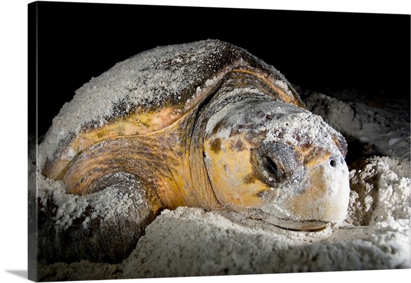 Loggerhead sea turtles | Great Big Canvas