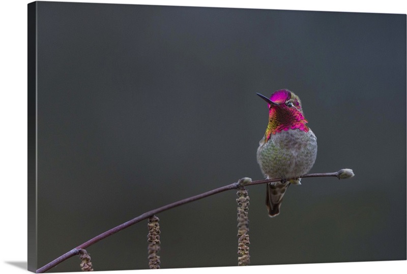 Male Anna's Hummingbird lashes its iridescent gorget | Great Big Canvas