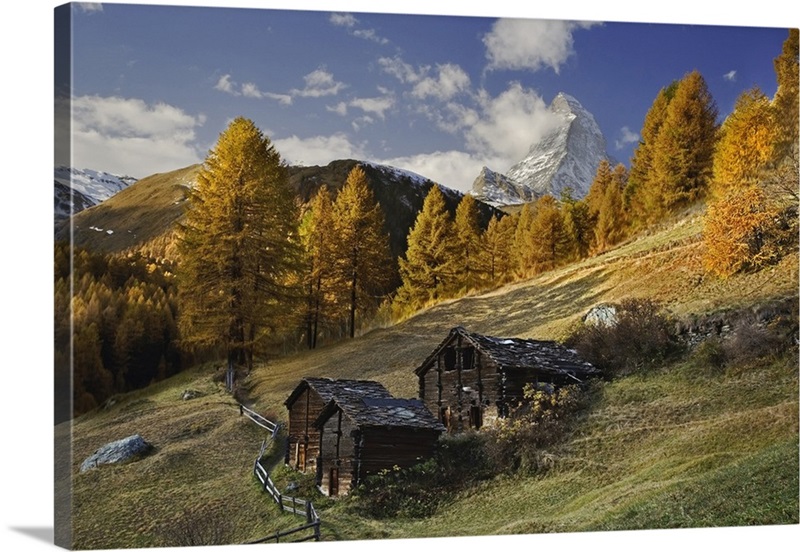 Matterhorn Framed By Autumn Larch Trees, (Larix Decidua) Zermatt ...