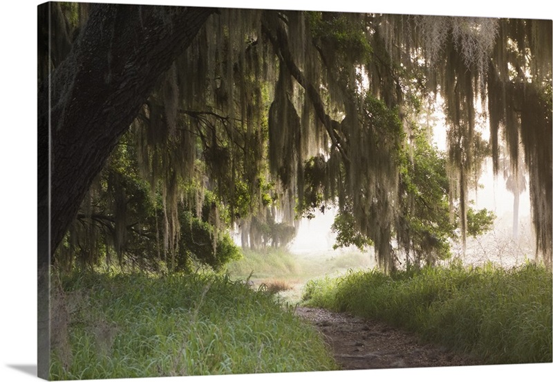 Morning light illuminating the moss covered Oak trees in Florida ...