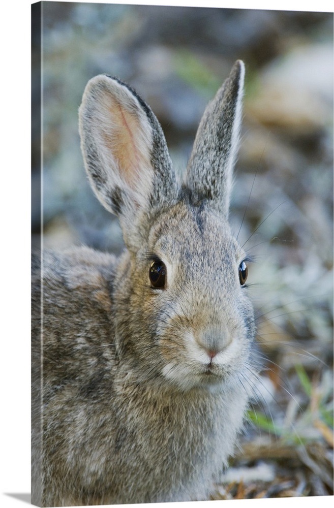 Mountain Cottontail, Sylvilagus nuttalii, adult, Rocky Mountain ...