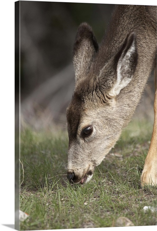 Mule Deer fawn (Odocoileus hemionus), Jasper National Park, Alberta ...