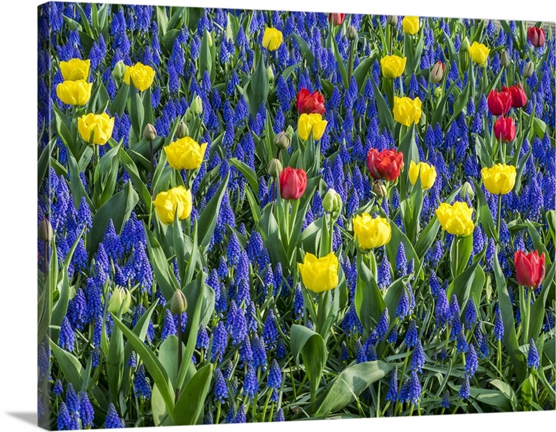 Netherlands, Lisse, Flower Displays At Keukenhof Gardens | Great Big Canvas