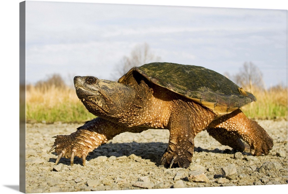 New Jersey, Great Swamp NWR. Common Snapping Turtle Wall Art, Canvas ...