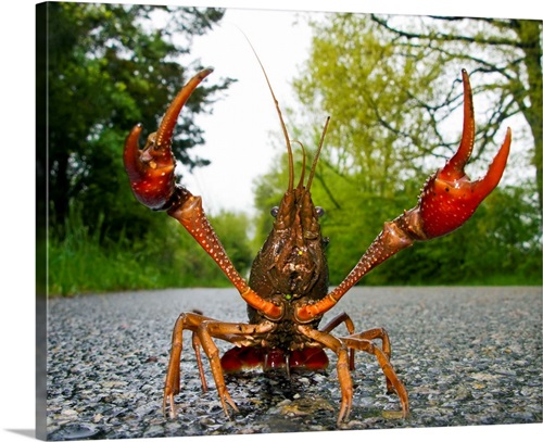New Jersey, Great Swamp NWR. Rusty Crayfish travelling in the rain ...