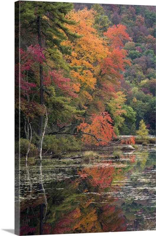 New York State, Autumn Trees Reflected In Oxbow Lake Outlet | Great Big ...