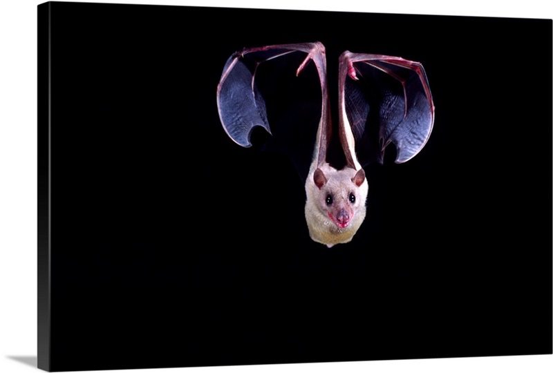Nile Rousette Fruit Bat in Flight, Rousettus aegypticus, Native to ...