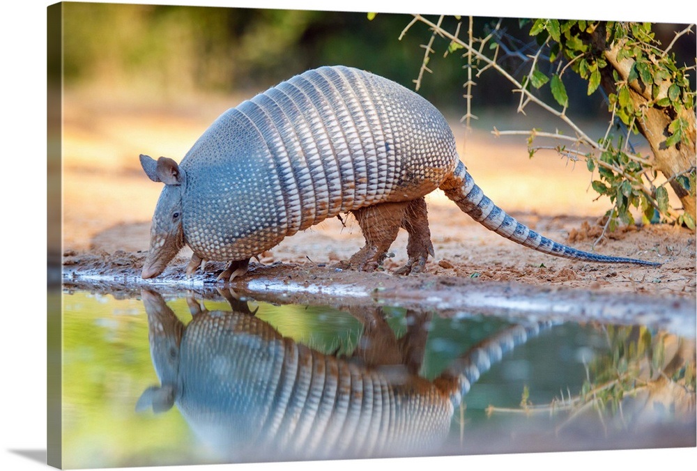 Nine-banded Armadillo drinking Wall Art, Canvas Prints, Framed Prints, Wall Peels | Great Big Canvas
