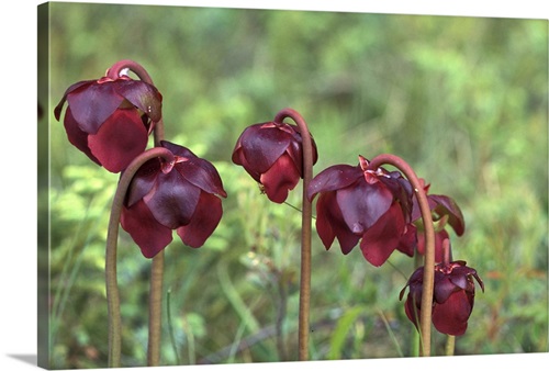 North America, Canada, Newfoundland, Pitcher Plants | Great Big Canvas