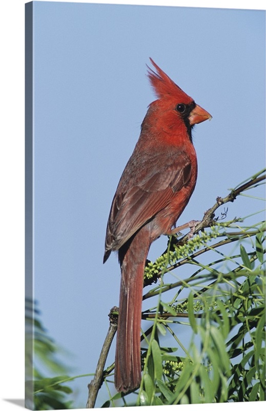 Northern Cardinal, Cardinalis cardinalis, male, Welder Wildlife Refuge ...