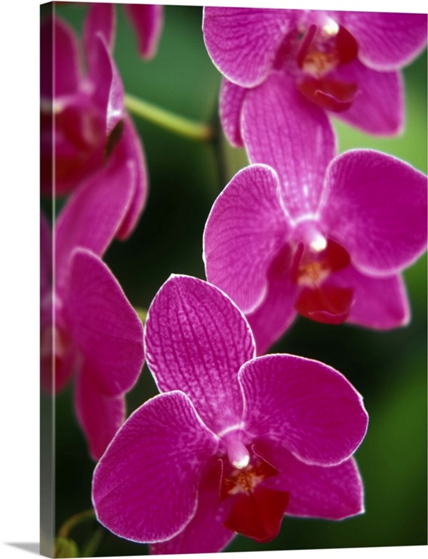 Orchids, Caribbean | Great Big Canvas