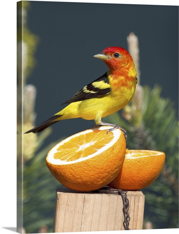 Oregon, Keizer, male Western Tanager at feeding station | Great Big Canvas