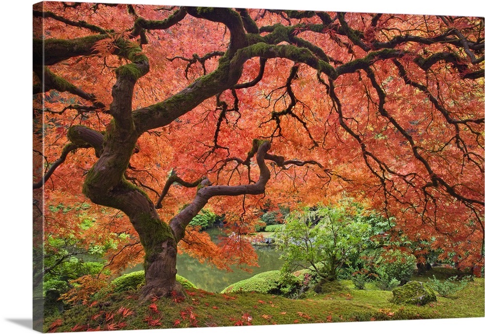 Oregon, Portland. Japanese maple tree next to pond at Portland Japanese ...