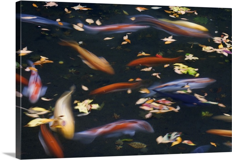 Oregon, Portland. Koi fish in pond at Portland Japanese Garden | Great ...