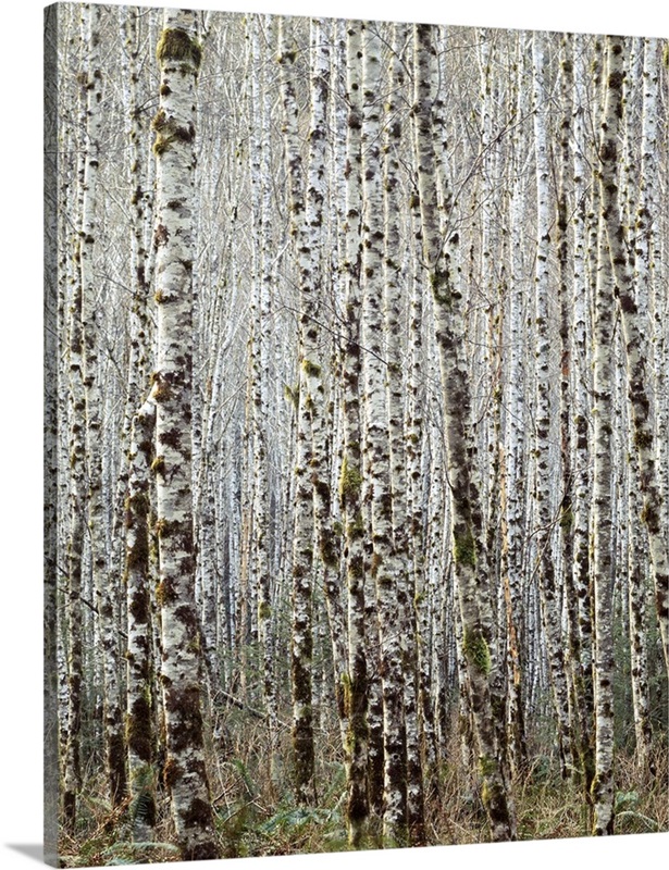 Oregon, Siuslaw National Forest, Red Alder forest | Great Big Canvas