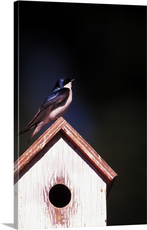 Oregon. Tree swallow on backyard nesting box | Great Big Canvas