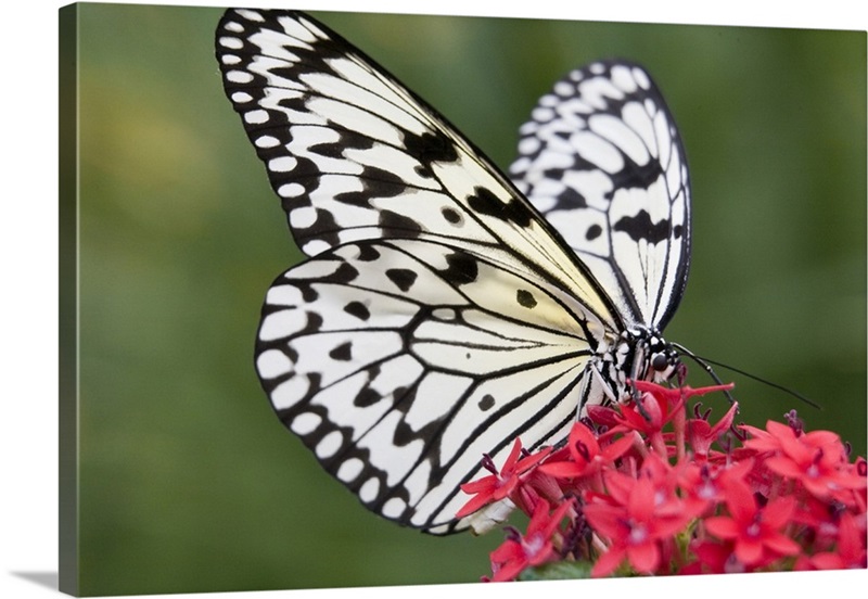 Paper Kite butterfly | Great Big Canvas