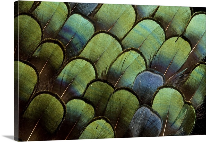 Pheasant body feather fan design | Great Big Canvas