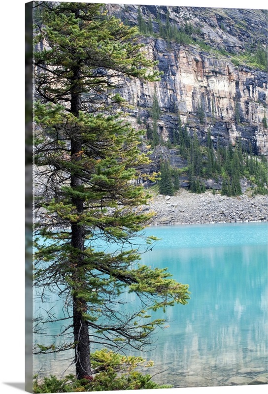Pine tree overlooking Moraine Lake, Banff National Park, Canada | Great ...