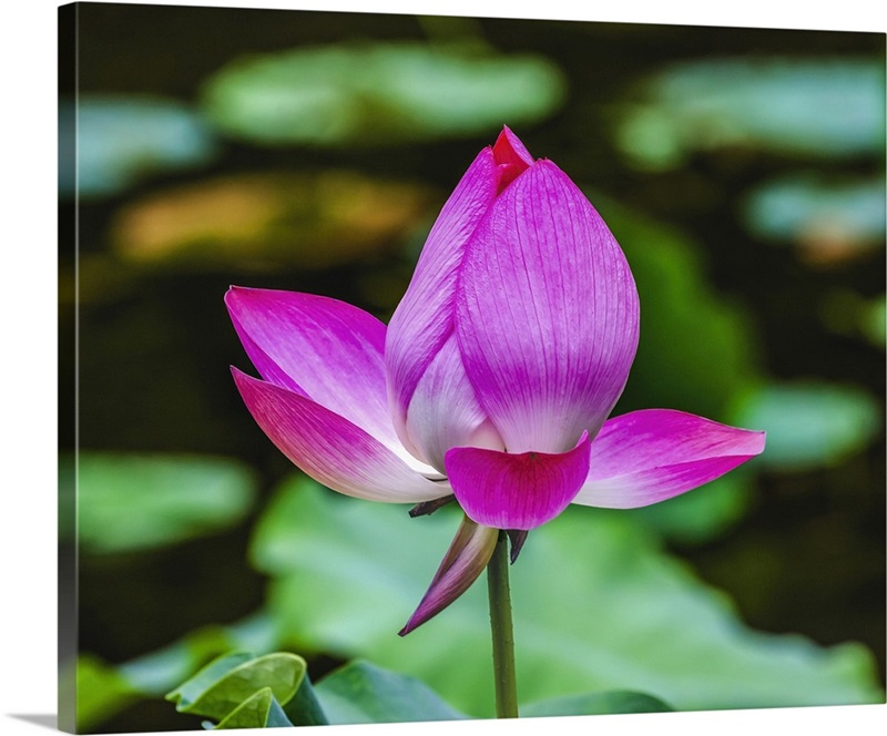 Pink Lotus Blooming, Temple Of The Sun, Beijing, China | Great Big Canvas