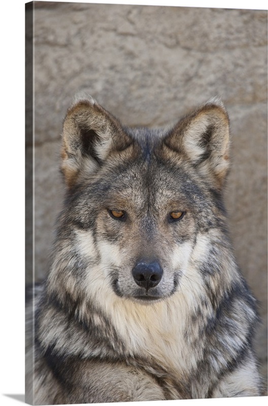 Portrait of an Adult Wolf | Great Big Canvas