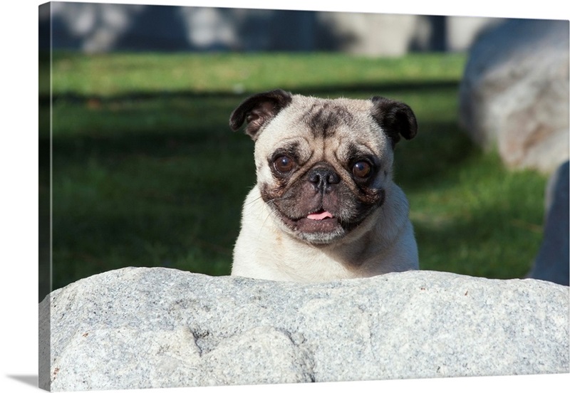 Pug peaking up behind a rock | Great Big Canvas