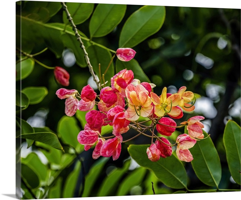 Rainbow Shower Tree, Oahu, North Shore, Hawaii | Great Big Canvas