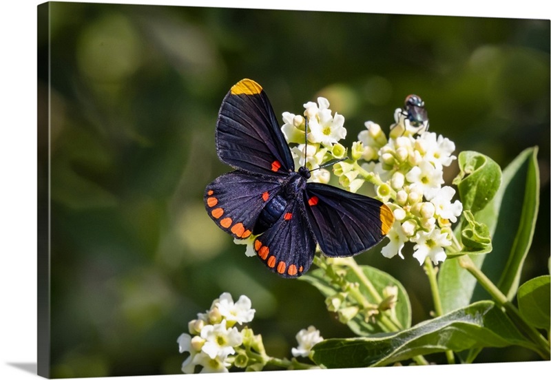 Red-Bordered Pixie Butterfly On Flowers At National Butterfly Center ...