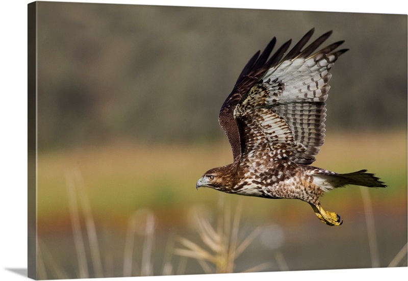 Red-Tail Hawk | Great Big Canvas