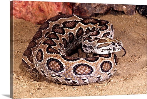 Russell's Viper | Great Big Canvas