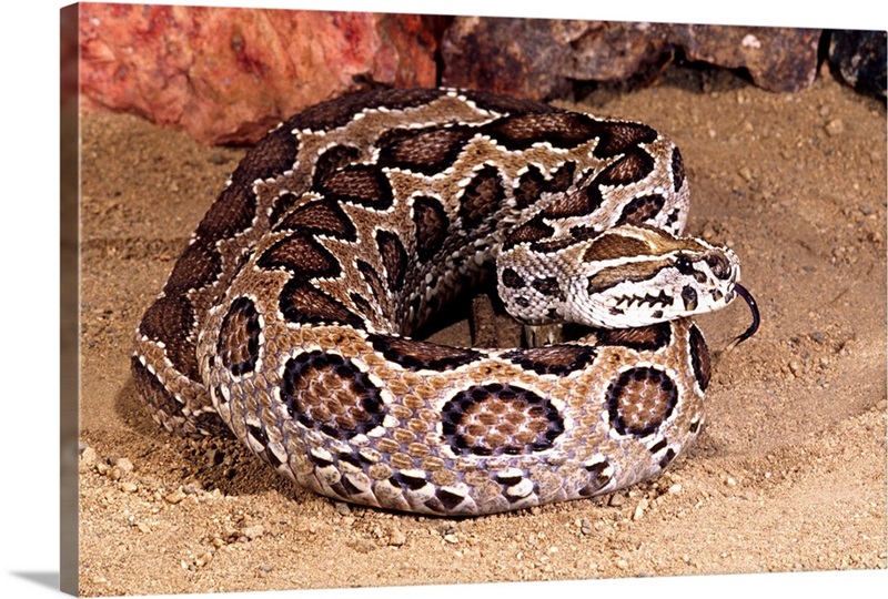 Russell's Viper | Great Big Canvas