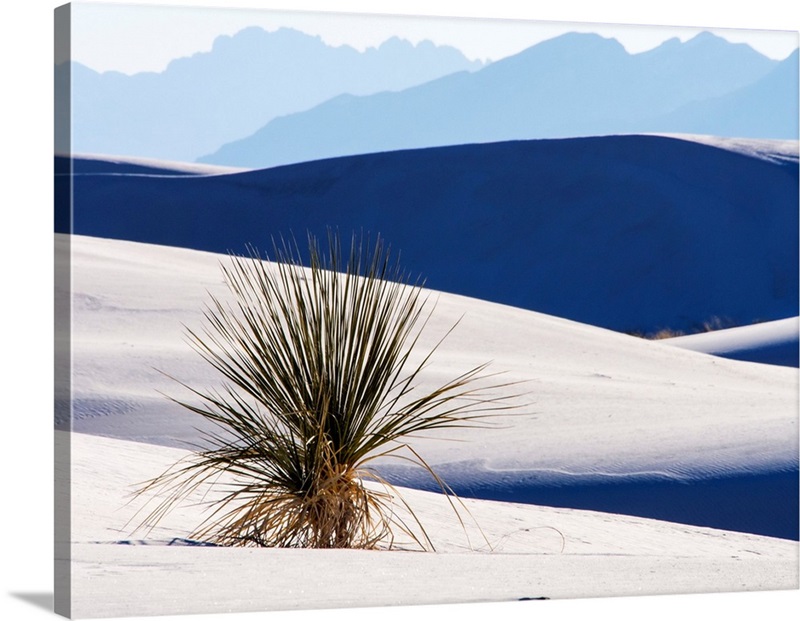Sand Dune Patterns And Yucca Plants, White Sands National Monument Wall ...