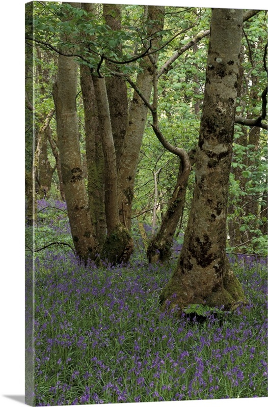 Scotland, Isle of Skye, Ardvasar. Forest landscape with bluebells ...