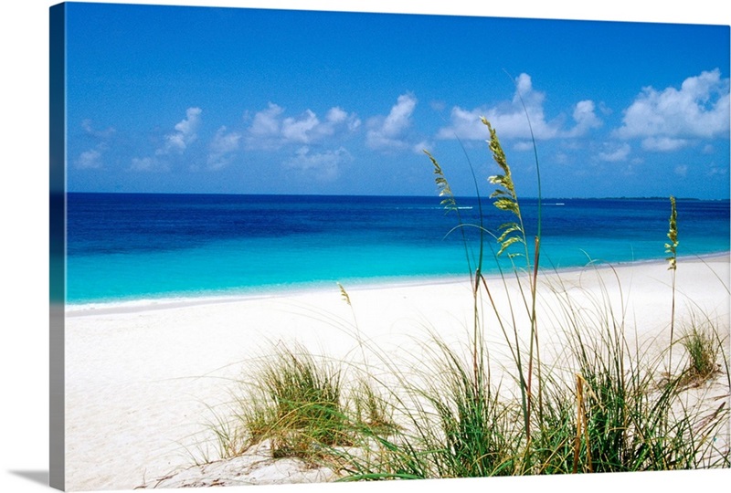 Sea oats, pink sand beach, Eleuthera Island, Bahamas | Great Big Canvas