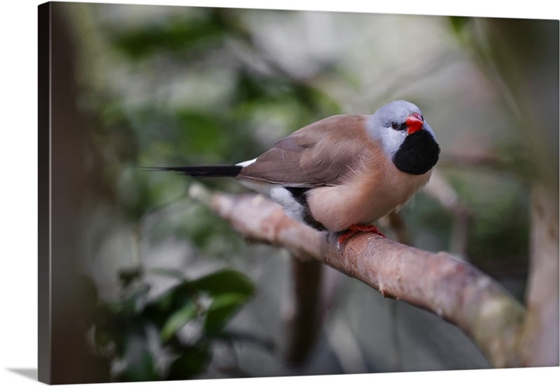 Shaft-Tail Finch, Native To Australia | Great Big Canvas